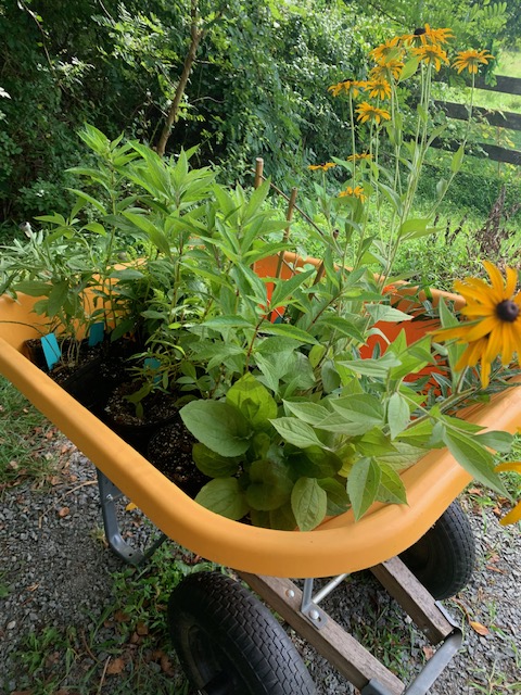 Our Pollinator Garden – Protect Our Virginia Pollinators