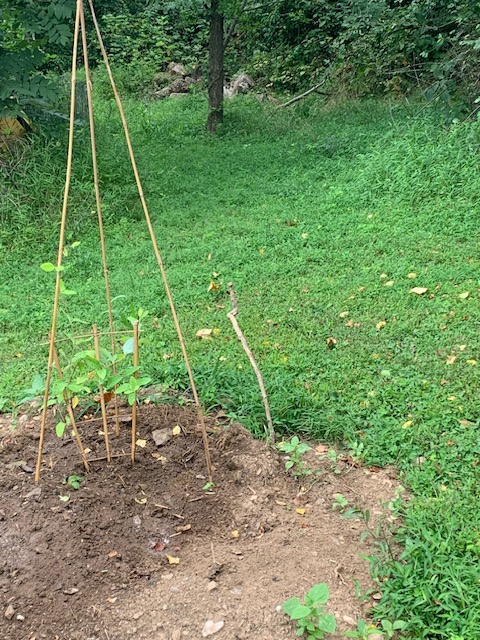 Our Pollinator Garden – Protect Our Virginia Pollinators